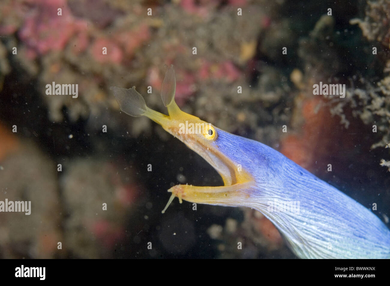 Underwater Marine Sea Diving Muck House Reef Lembeh Sulawesi Indonesia ...