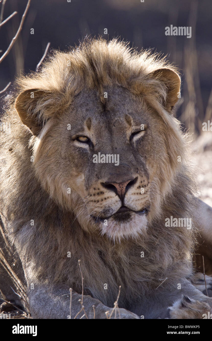 Winking male Lion at Mashatu in Botswana Stock Photo - Alamy