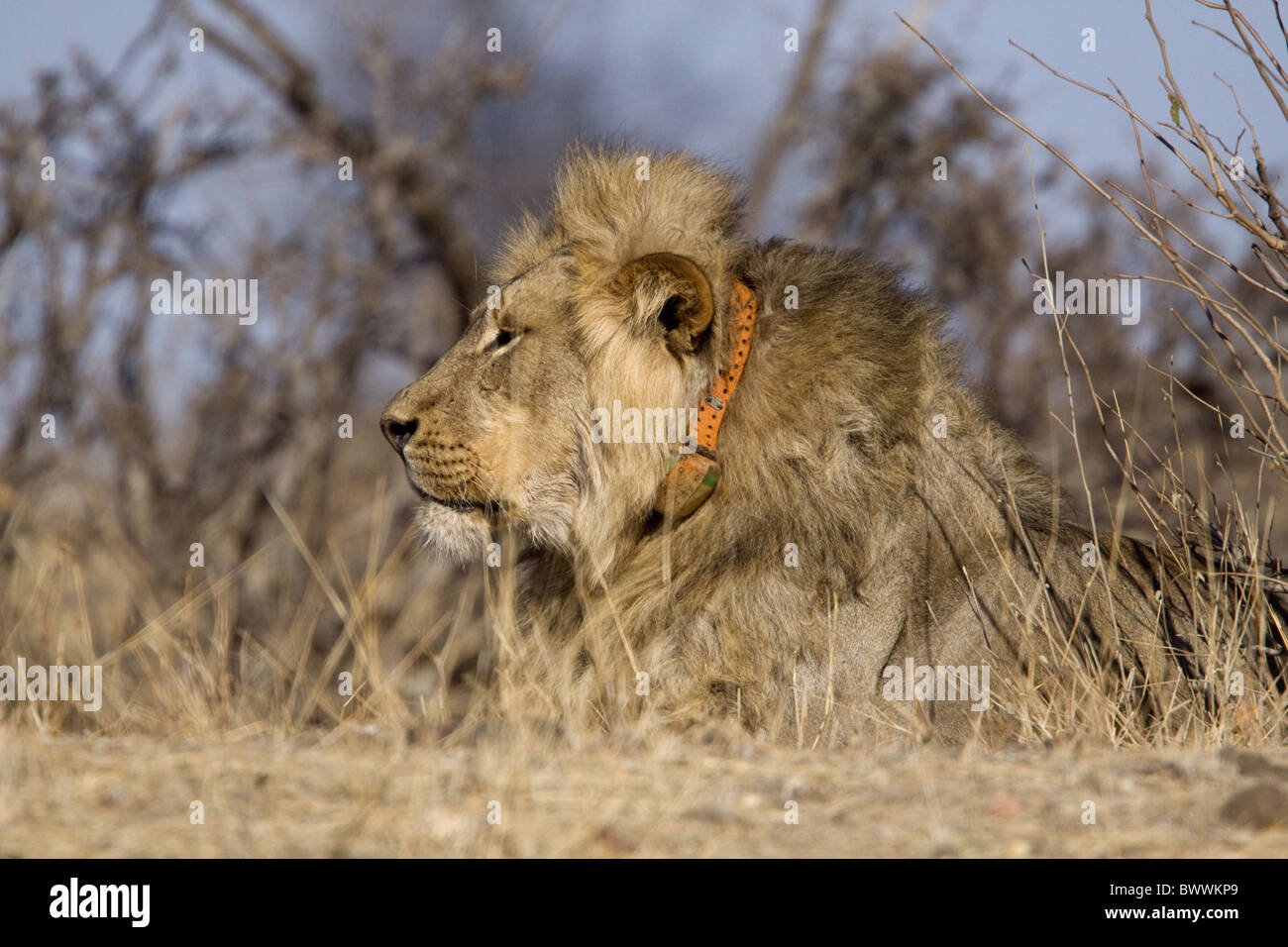 Male Lion with radio collar Mashatu South AFrica Stock Photo - Alamy