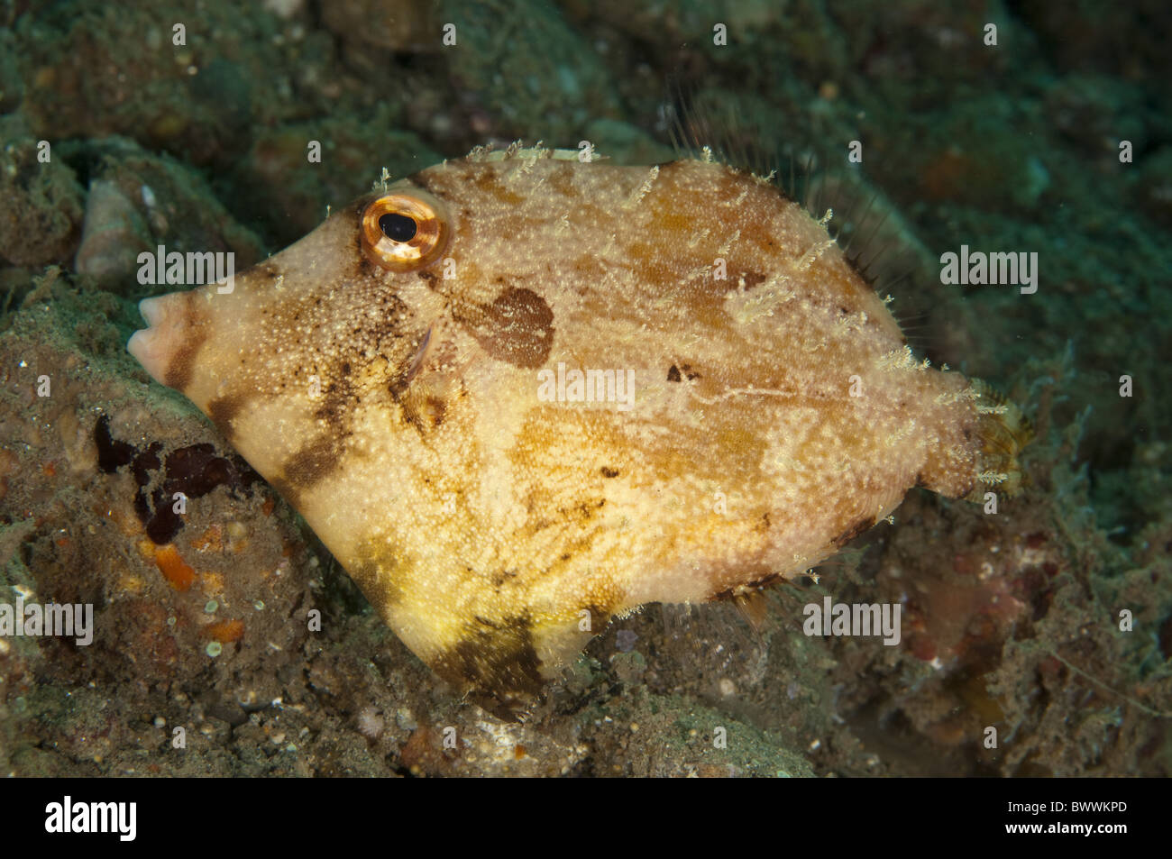 Strapweed Filefish Pseudomonacanthus macrurus Seabed Fish Laha Reef ...