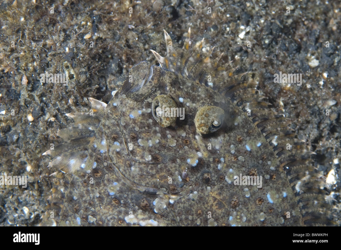 Underwater Marine Sea Diving Muck Hair Ball Lembeh Sulawesi Indonesia ...