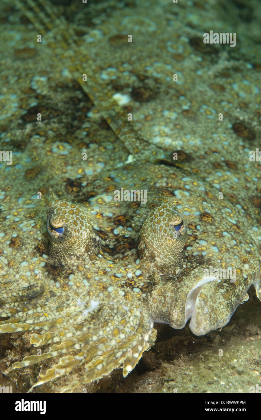 Leopard Bothus pantherinus Flounder Fish Flatfish Laha Reef Marine Sea ...