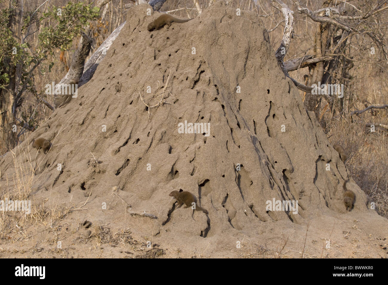 Dwarf Mongeese explore a termite mound Stock Photo - Alamy