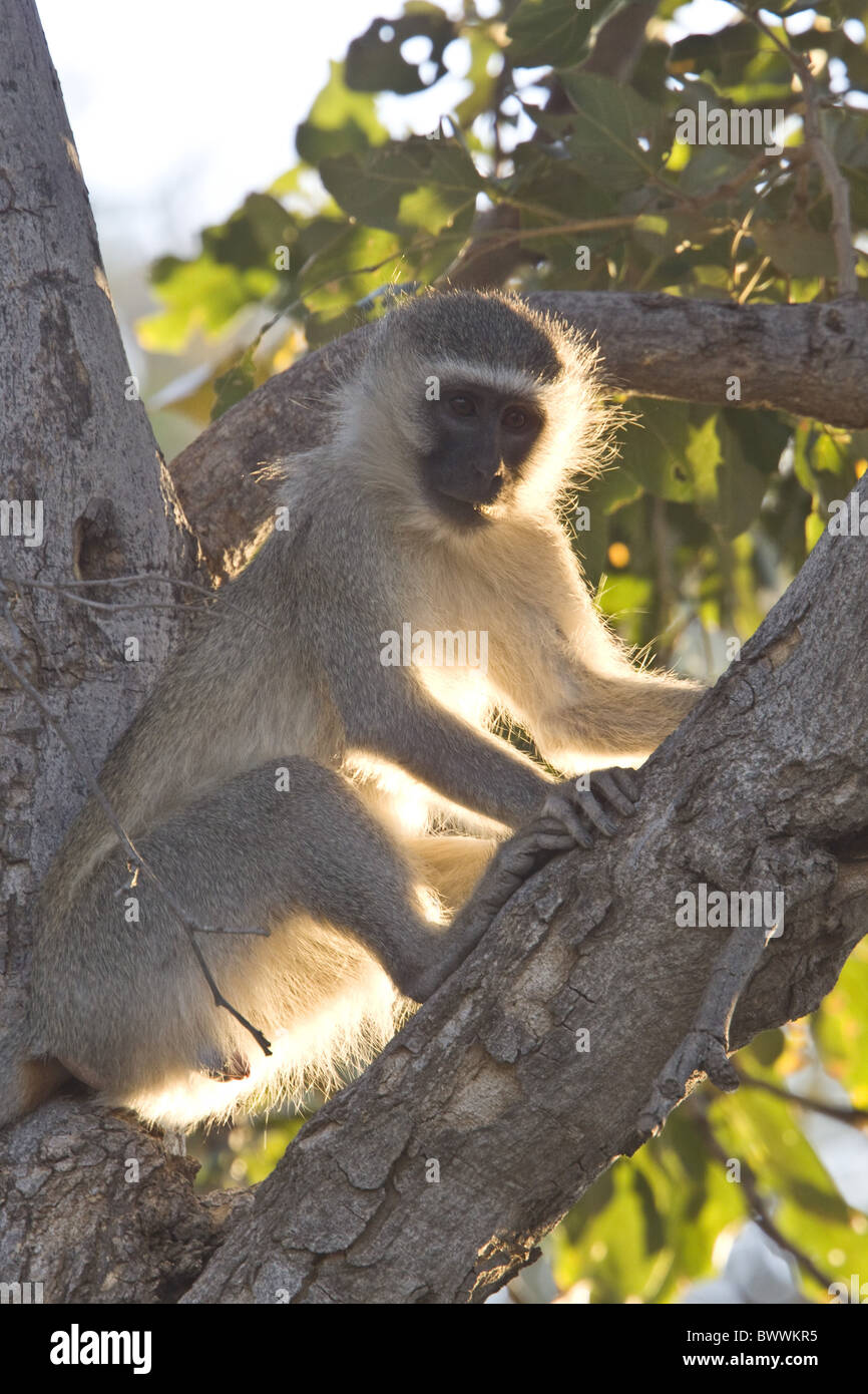 Vervet Monkey - South Africa Stock Photo - Alamy