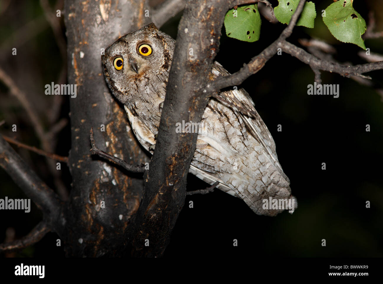 Eurasian Scops owl Otus scops Stock Photo - Alamy