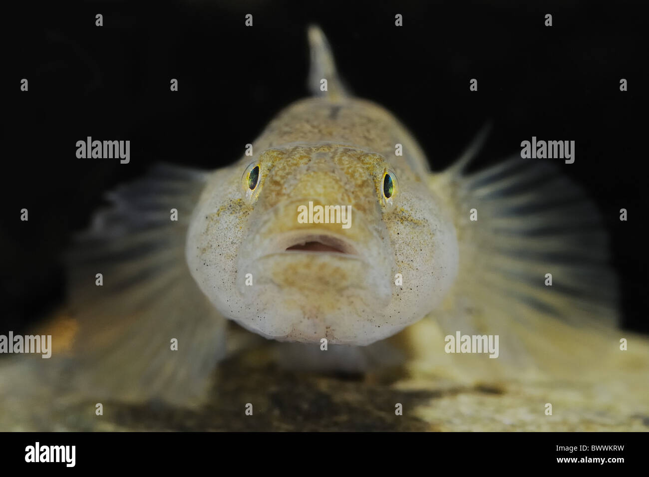 Padogobius bonelli freshwater fish animal animals fish fishes goby ...