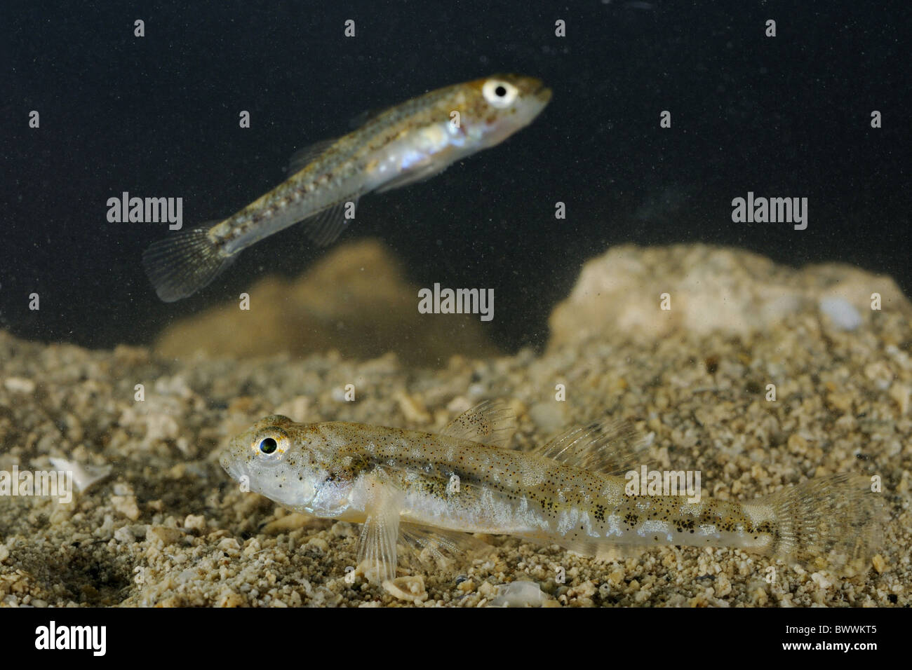 Potamoschistus canestrini freshwater fish Italy animal animals fish ...