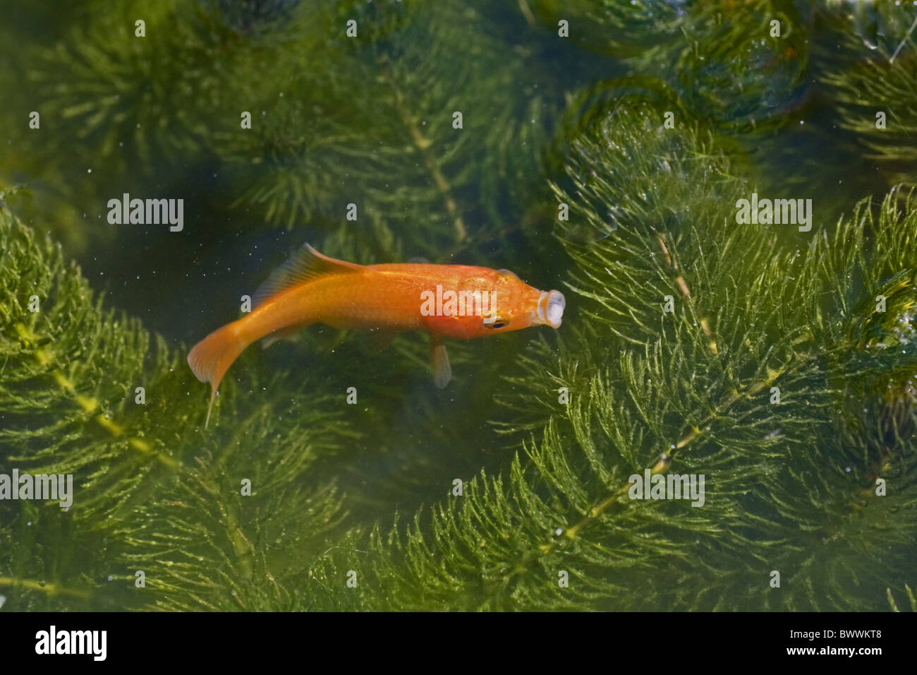 Goldfish fish colour gold orange water swimming animal animals fish ...