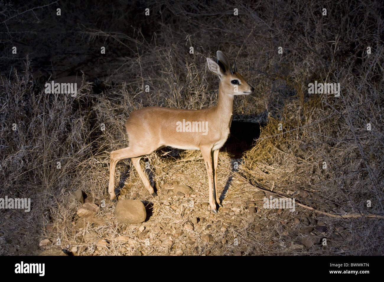 Male Steinbok photographed night using spot light Stock Photo - Alamy
