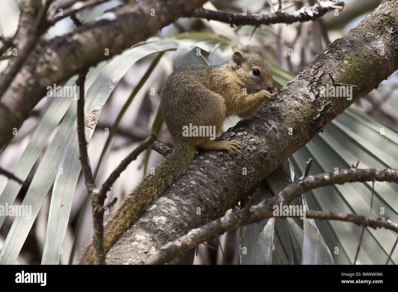 AFrican tree Squirrel Stock Photo - Alamy