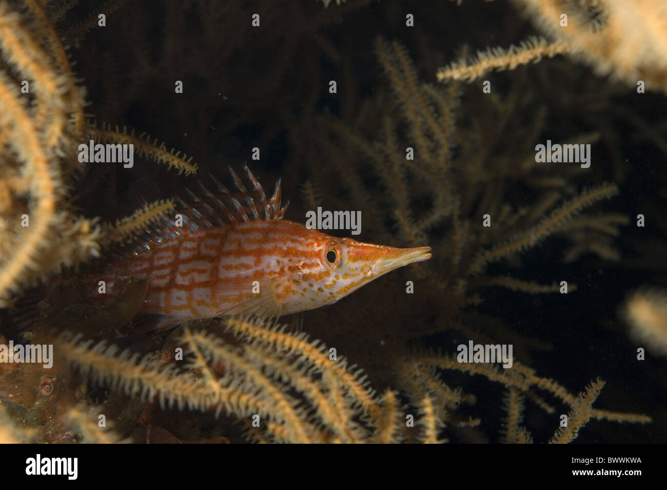 Underwater Marine Sea Diving Tanjung Pisok Manado Sulawesi Indonesia ...