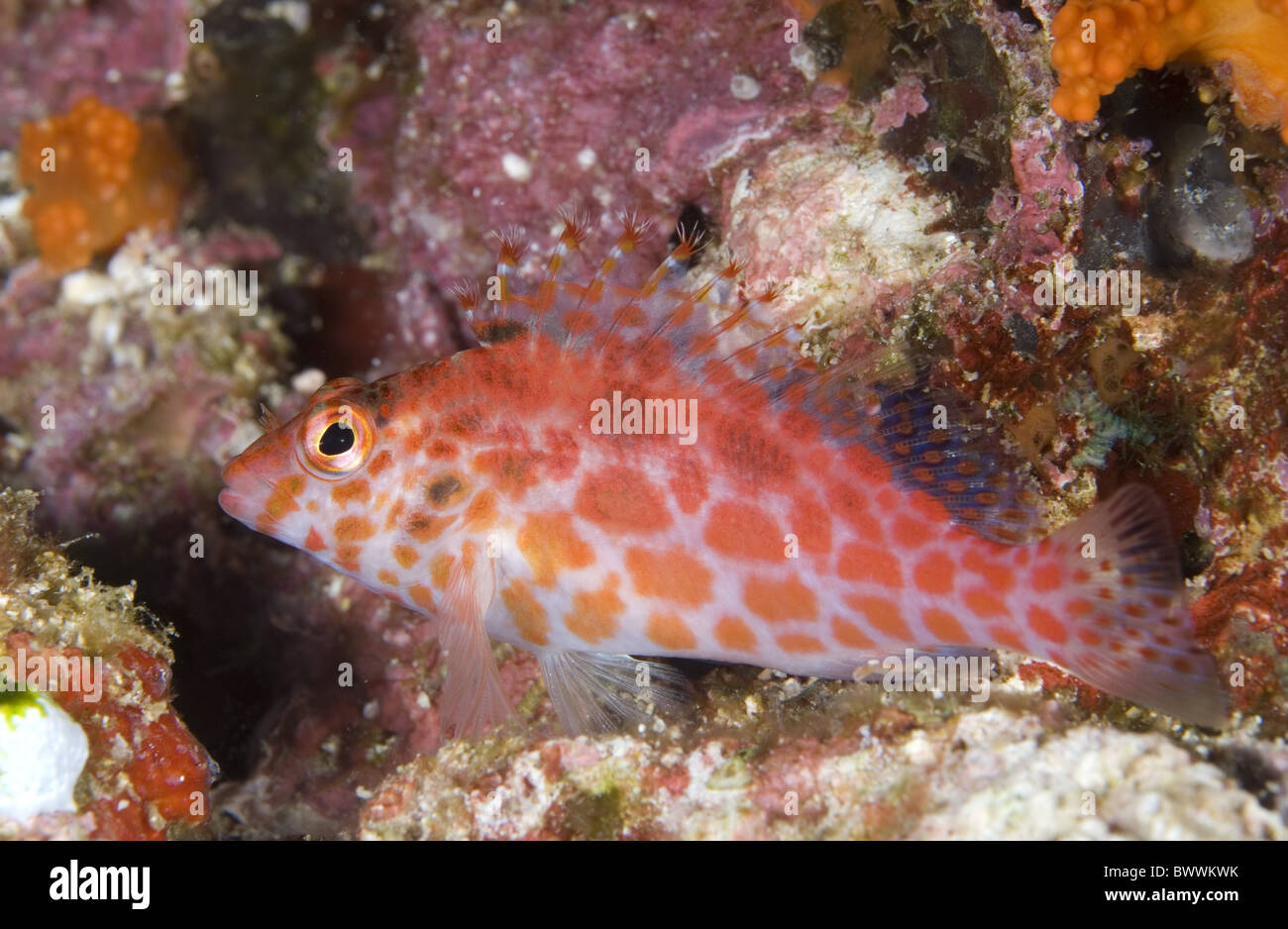 Pixy hawkfish Cirrhitichthys oxycephalus Fish Underwater Marine Sea ...