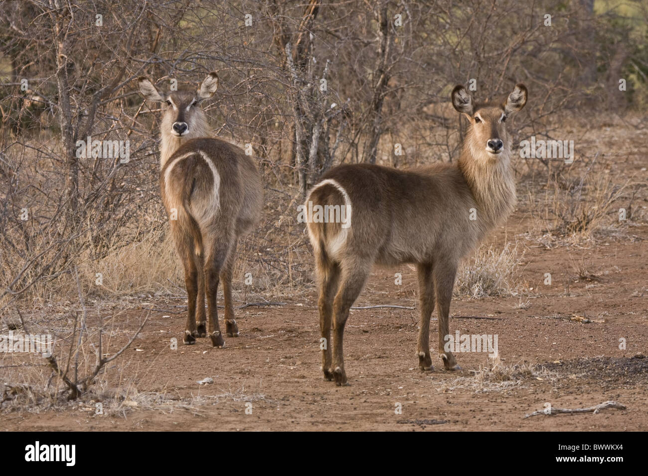 Female common waterbuck Kruger National Park Stock Photo - Alamy