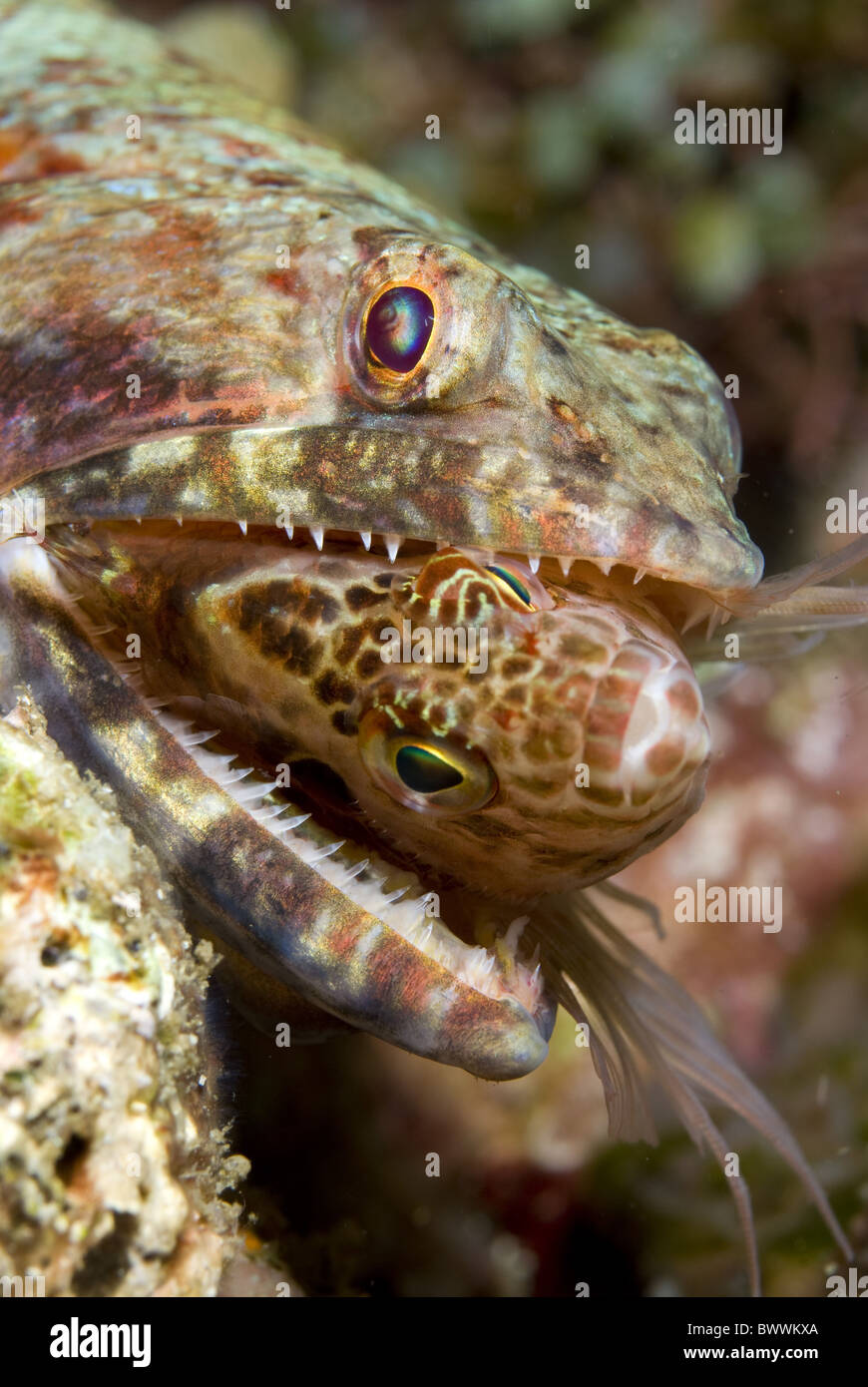 Hawkfish Cirrhitichthys Mouth Lizardfish Synodus variegatus Angel's ...