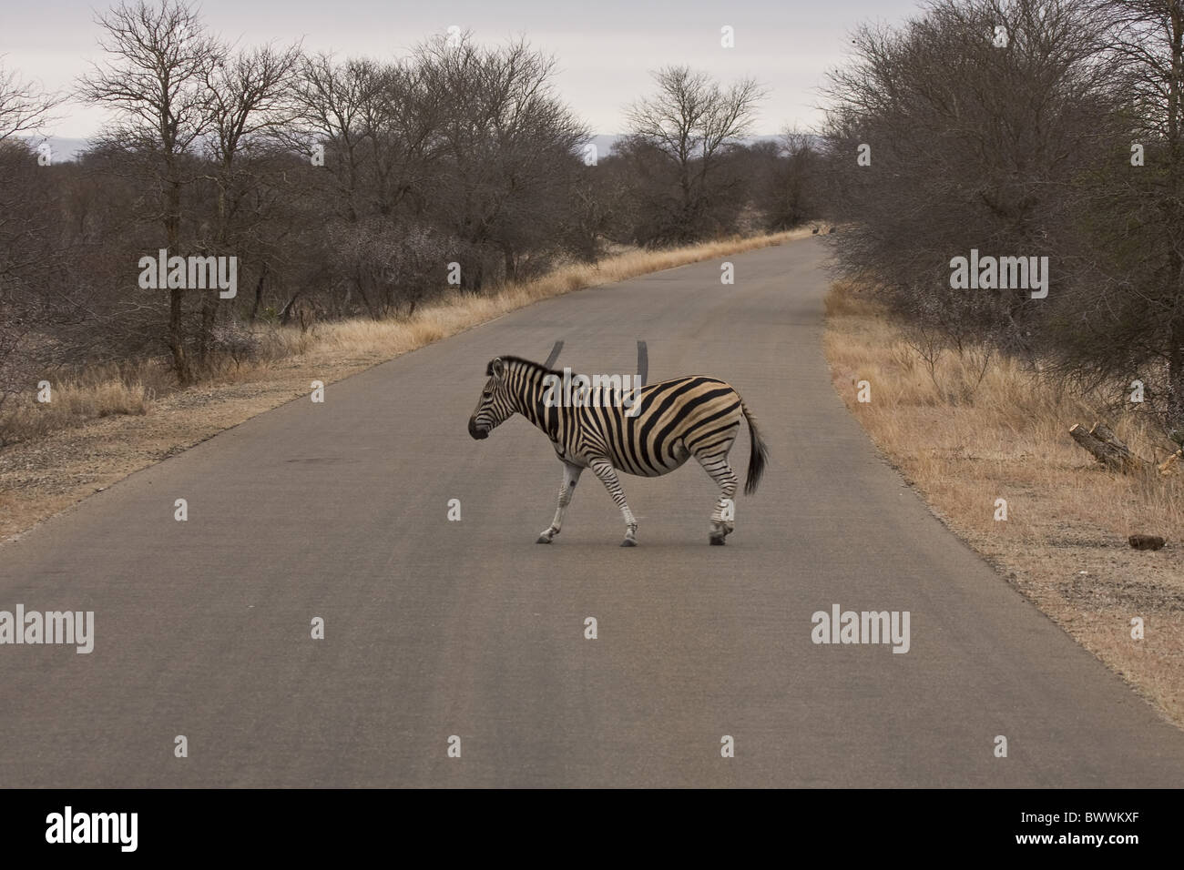 Burchell's Zebra crossing road Kruger National Stock Photo - Alamy
