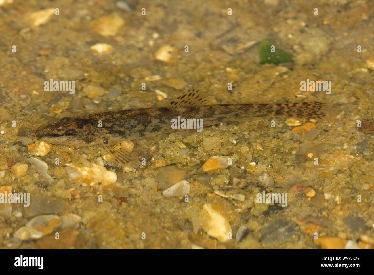 Stone Loach Noemacheilus barbatulus adult Stock Photo - Alamy