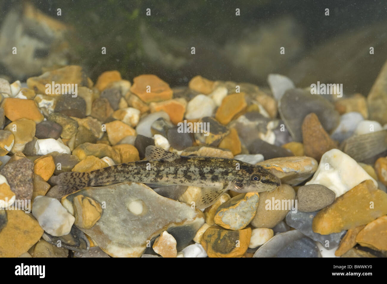 Stone Loach Noemacheilus barbatulus adult resting Stock Photo - Alamy