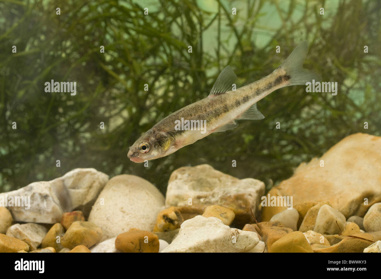 Eurasian Minnow High Resolution Stock Photography and Images - Alamy