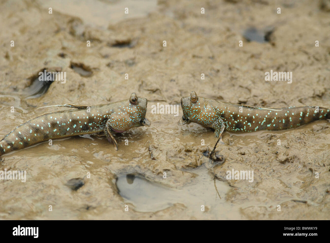 Mudskippers fighting hi-res stock photography and images - Alamy