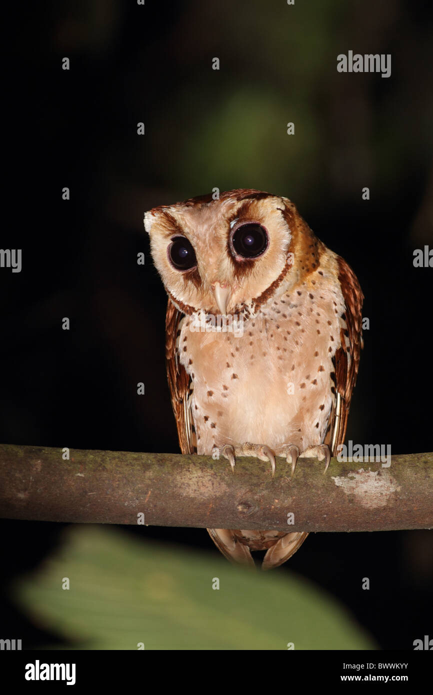 Oriental bay owl phodilus badius adult hi-res stock photography and ...