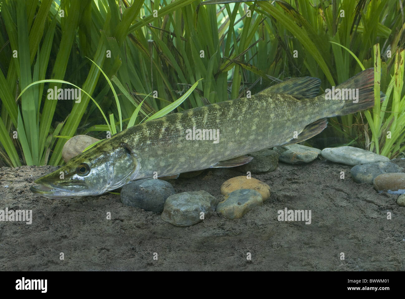 animal animals fish fishes freshwater europe european asia asian ...