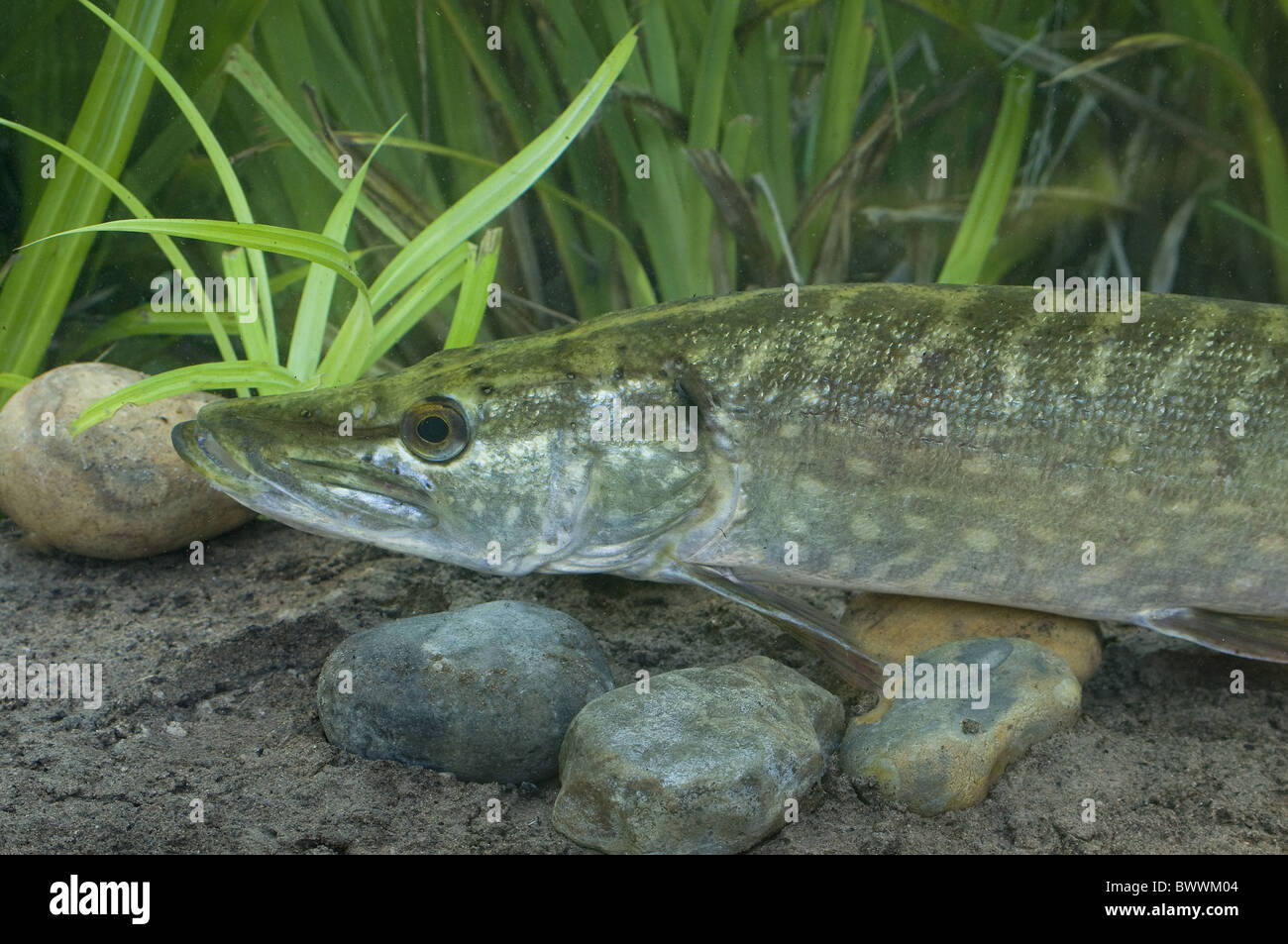 Eurasia and north america hi-res stock photography and images - Alamy