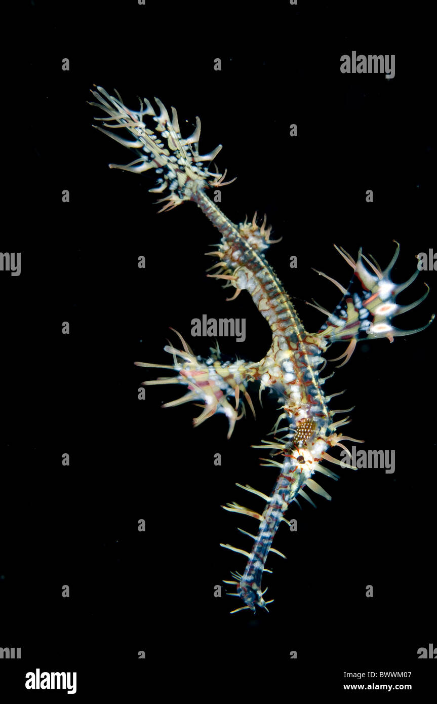Sunda islands indonesia ornate ghost pipefish hi-res stock photography ...