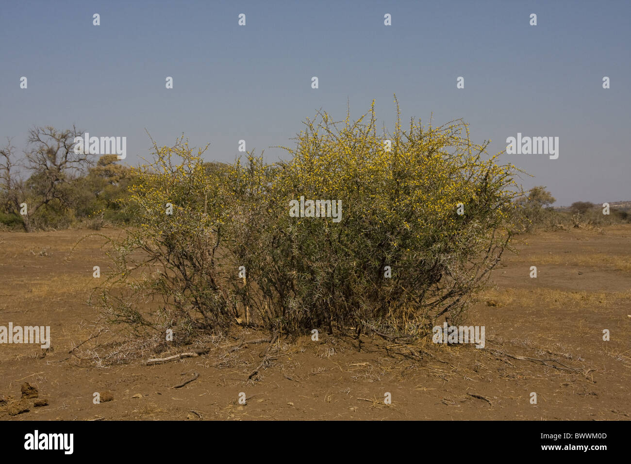 Gum arabic tree hi-res stock photography and images - Alamy