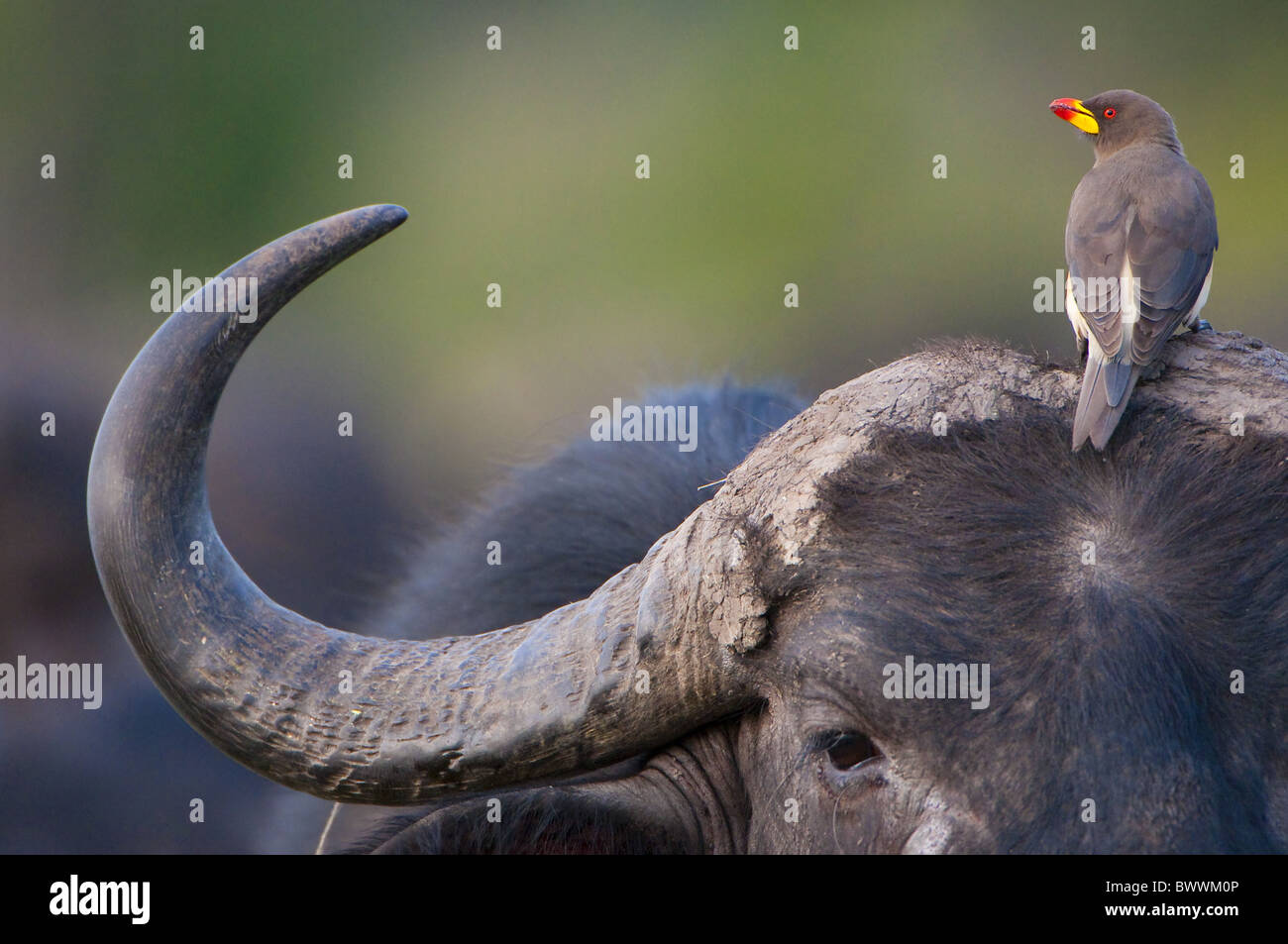 Africa kenya east africa oxpecker ox pecker yellow billed oxpecker hi ...