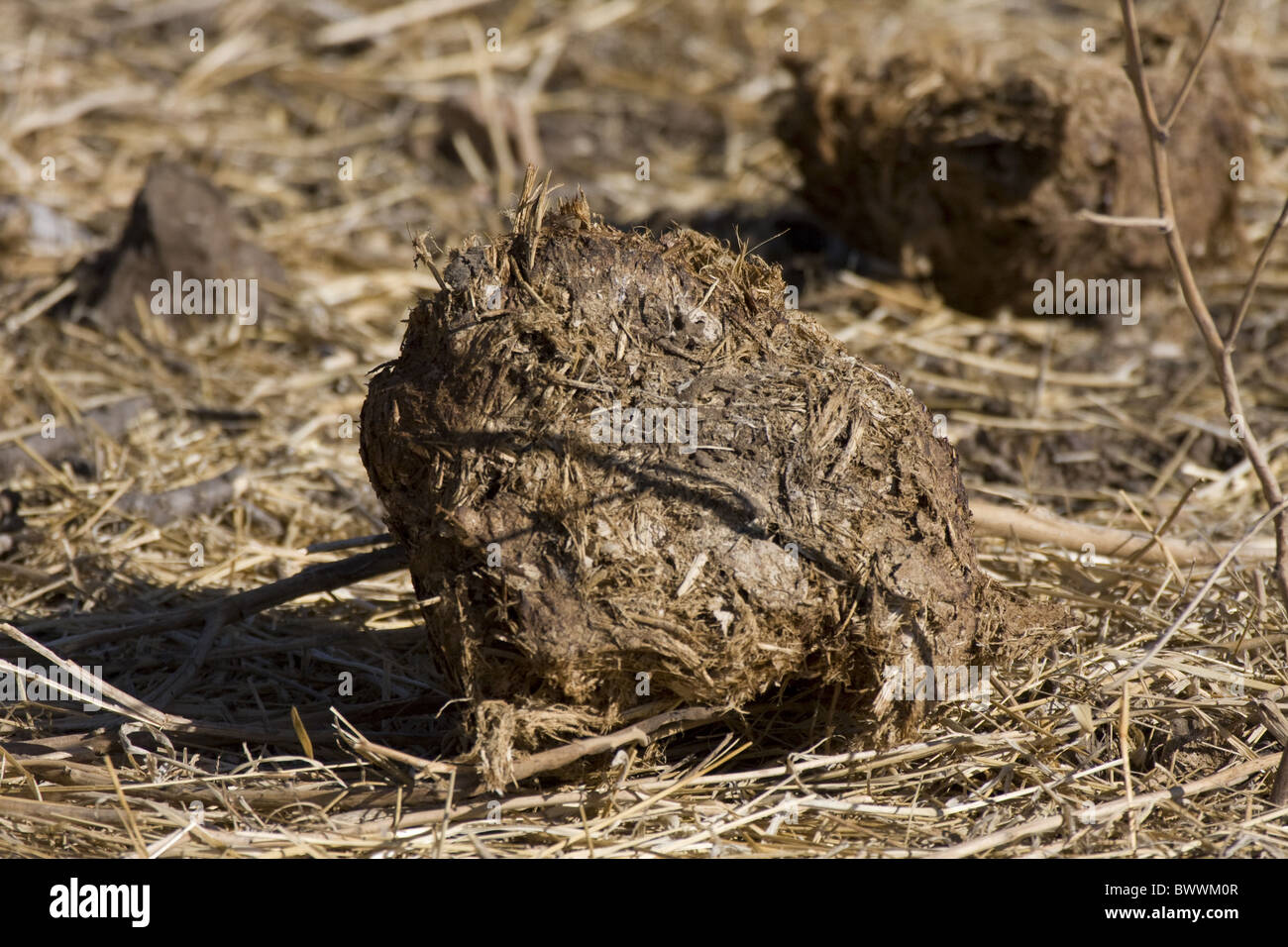 Elephant dropping hi-res stock photography and images - Alamy