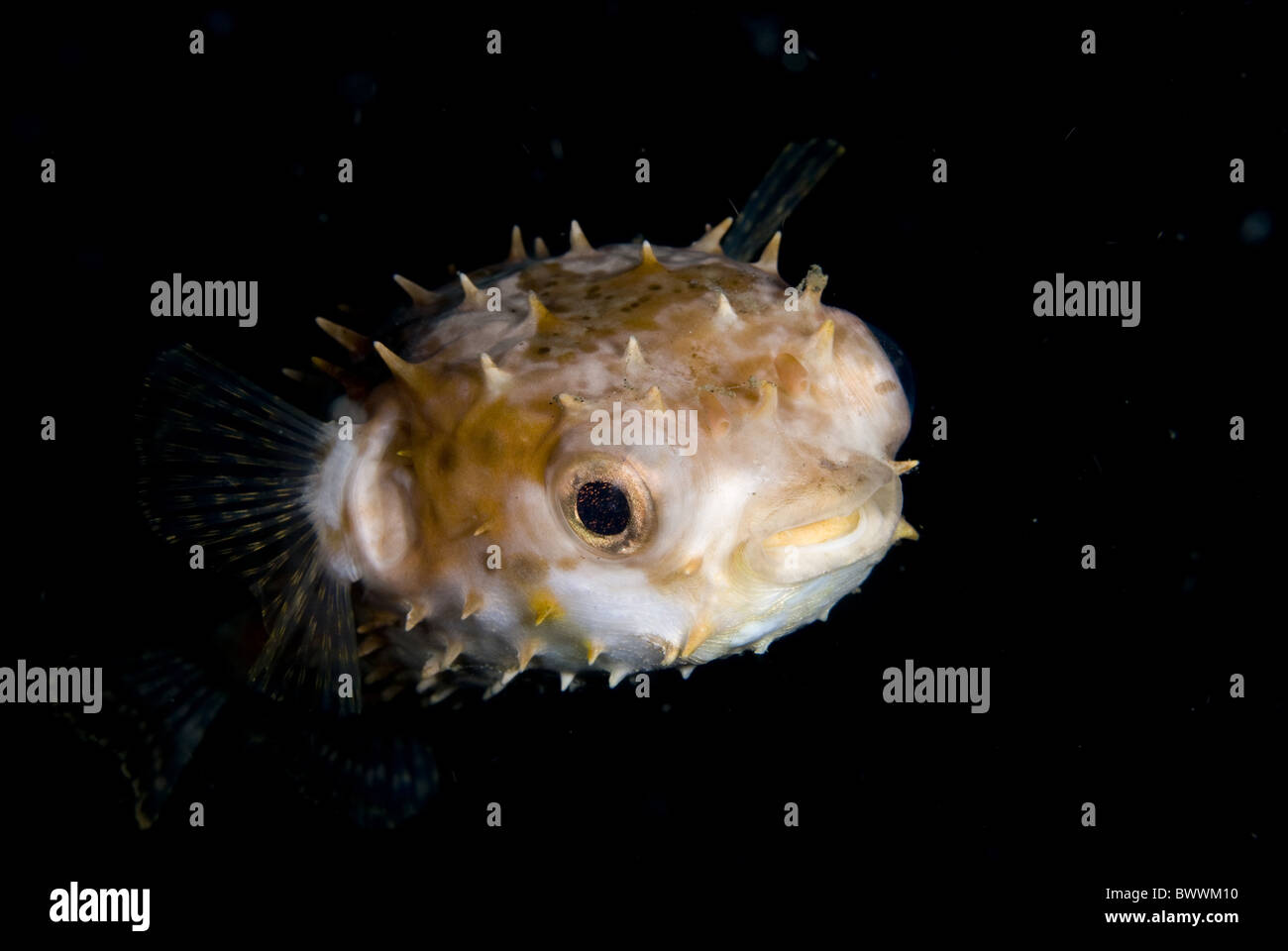 Balloonfishes hi-res stock photography and images - Alamy