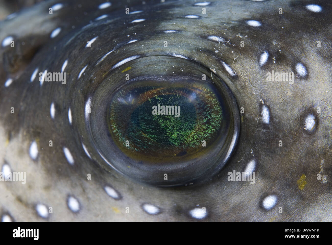 Eye White-spotted puffer Arothron hispidus Fish Underwater Marine Sea ...