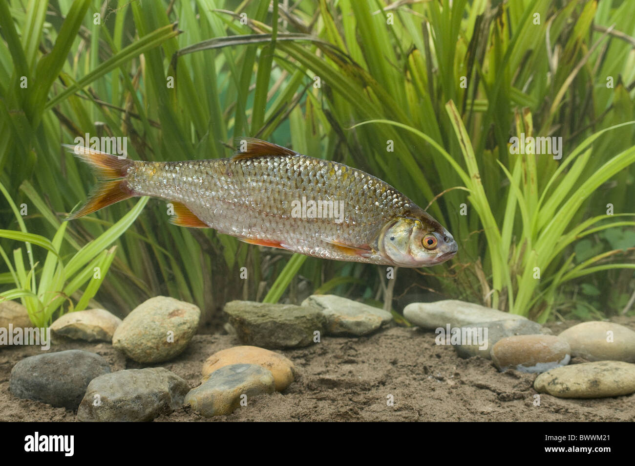 Roach fish swimming hi-res stock photography and images - Alamy