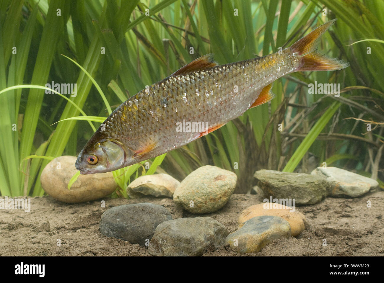 Roach Rutilus rutilus adult swimming downwards Stock Photo - Alamy