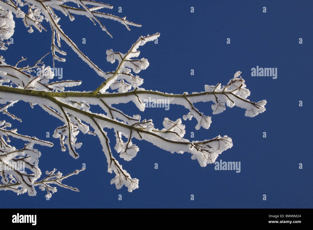 Fresh snow clings to one side of tree branches Stock Photo - Alamy