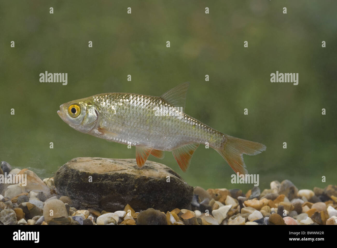 animal animals fish fishes freshwater europe european asia asian ...