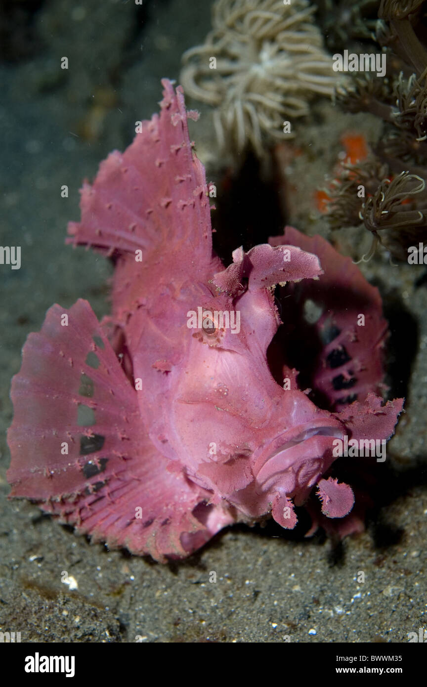 Pink Weedy scorpionfish Rhinopias frondosa Lembeh Underwater Marine Sea ...