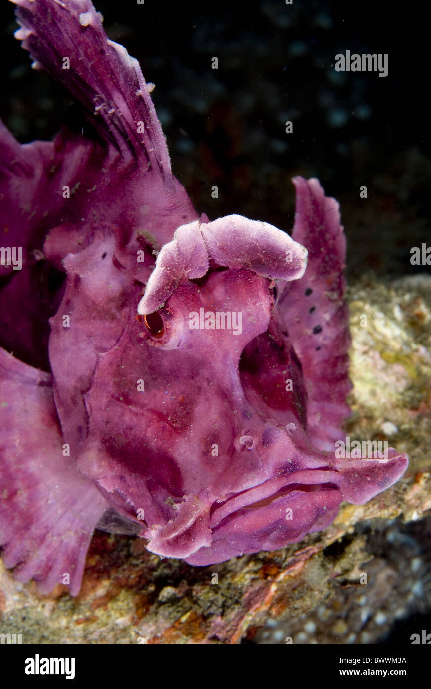 Pink weedy scorpionfish rhinopias frondosa hi-res stock photography and ...