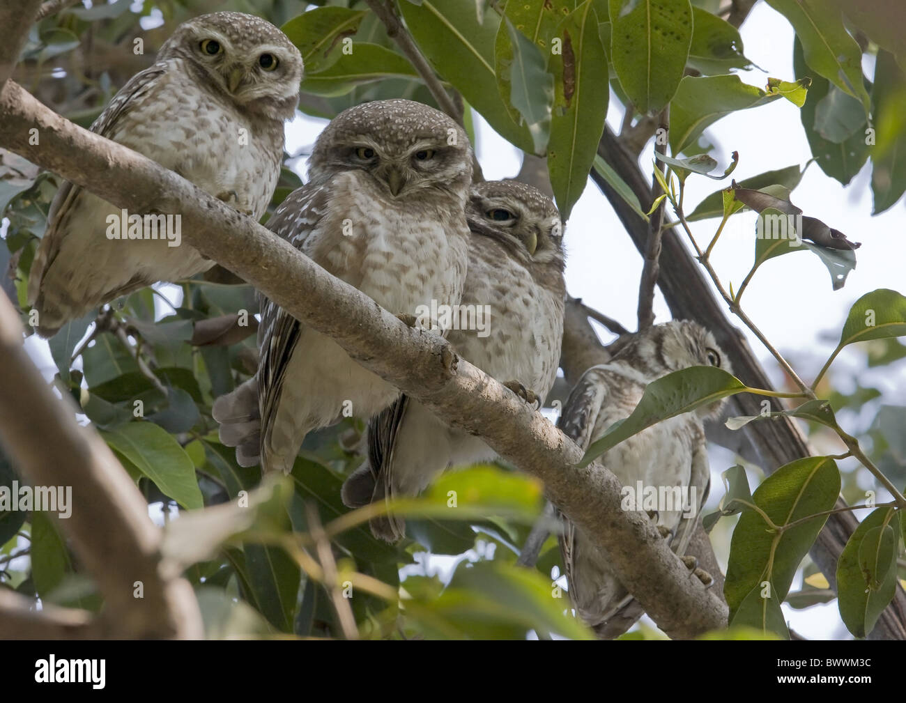 Group of owlets hi-res stock photography and images - Alamy