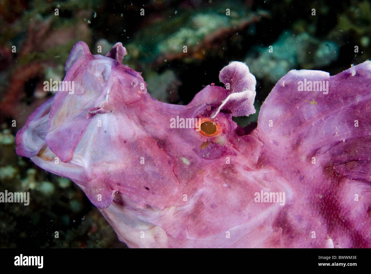 Pink weedy scorpionfish rhinopias frondosa hi-res stock photography and ...