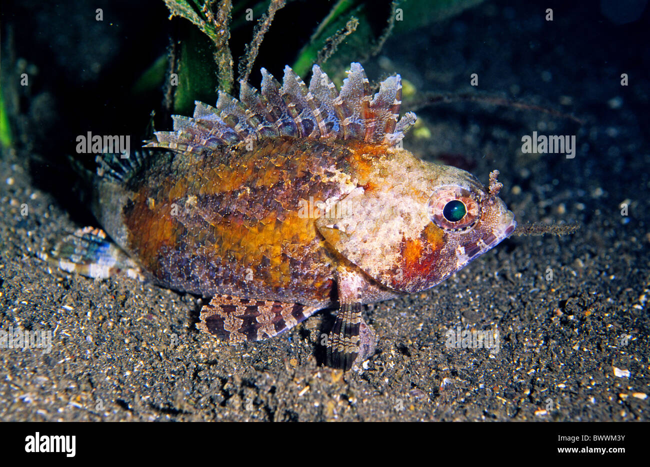 Underwater Marine Sea Diving Muck Black Sand Lembeh Sulawesi Indonesia ...
