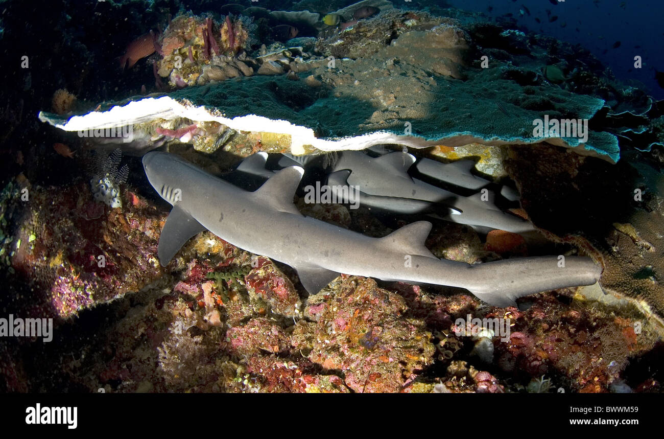 White-tip Shark Triaenodon obesus Fish Reef Sea Marine Coral Diving ...