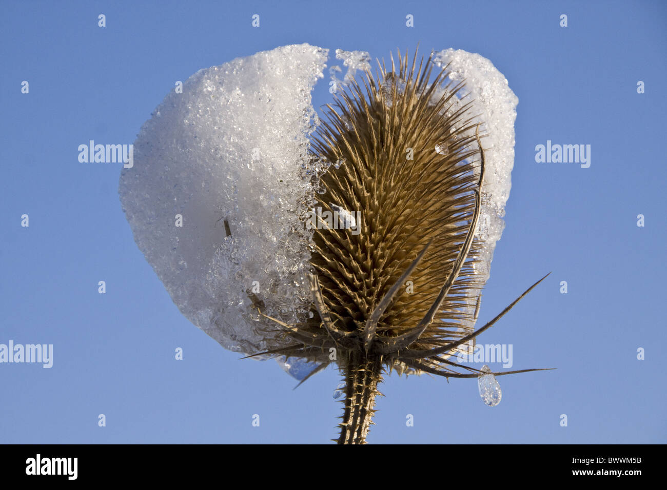 Wild Teasel with snow Stock Photo - Alamy