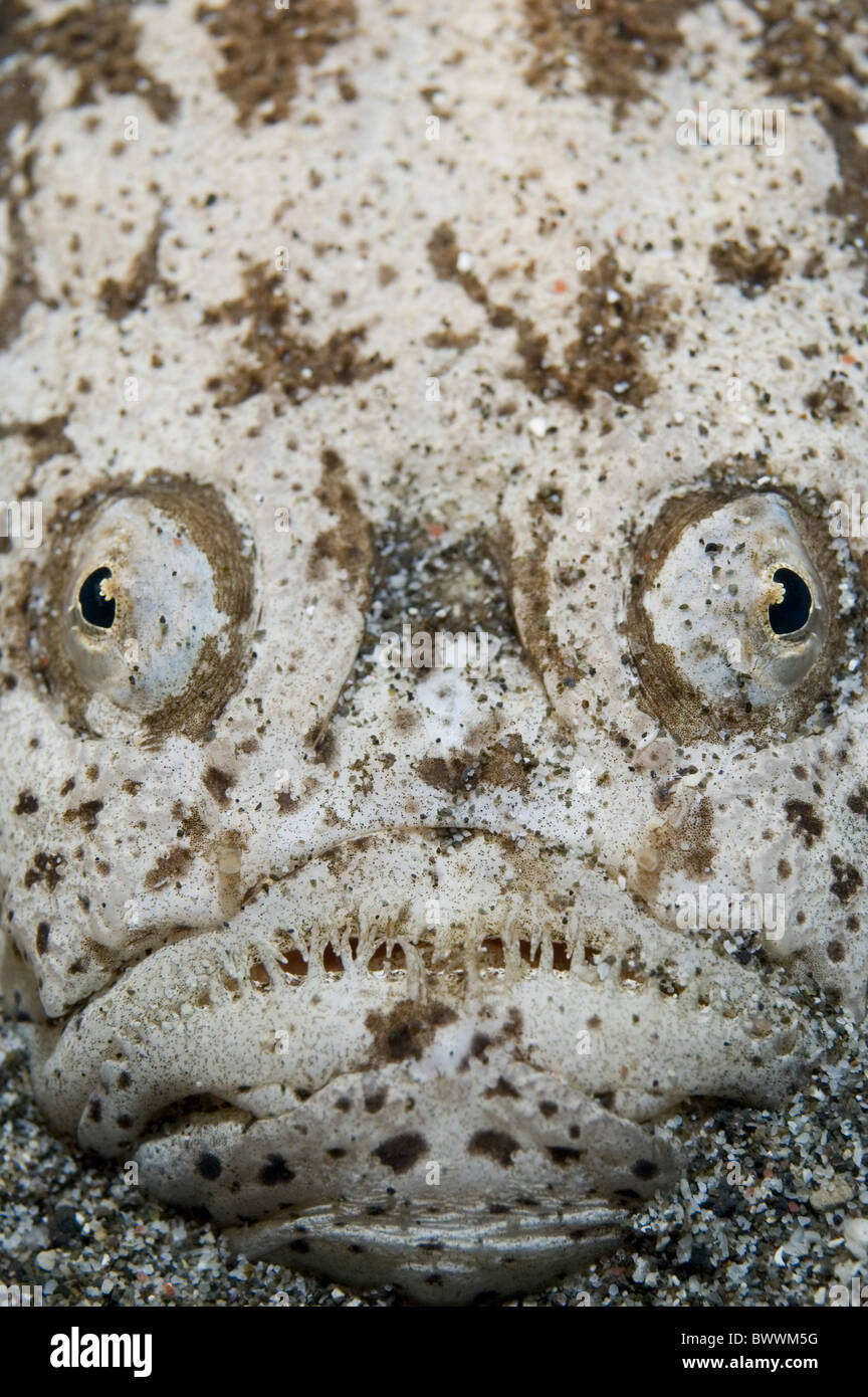 Reticulate stargazer Uranascopus Black Sand Muck Lembeh Underwater ...