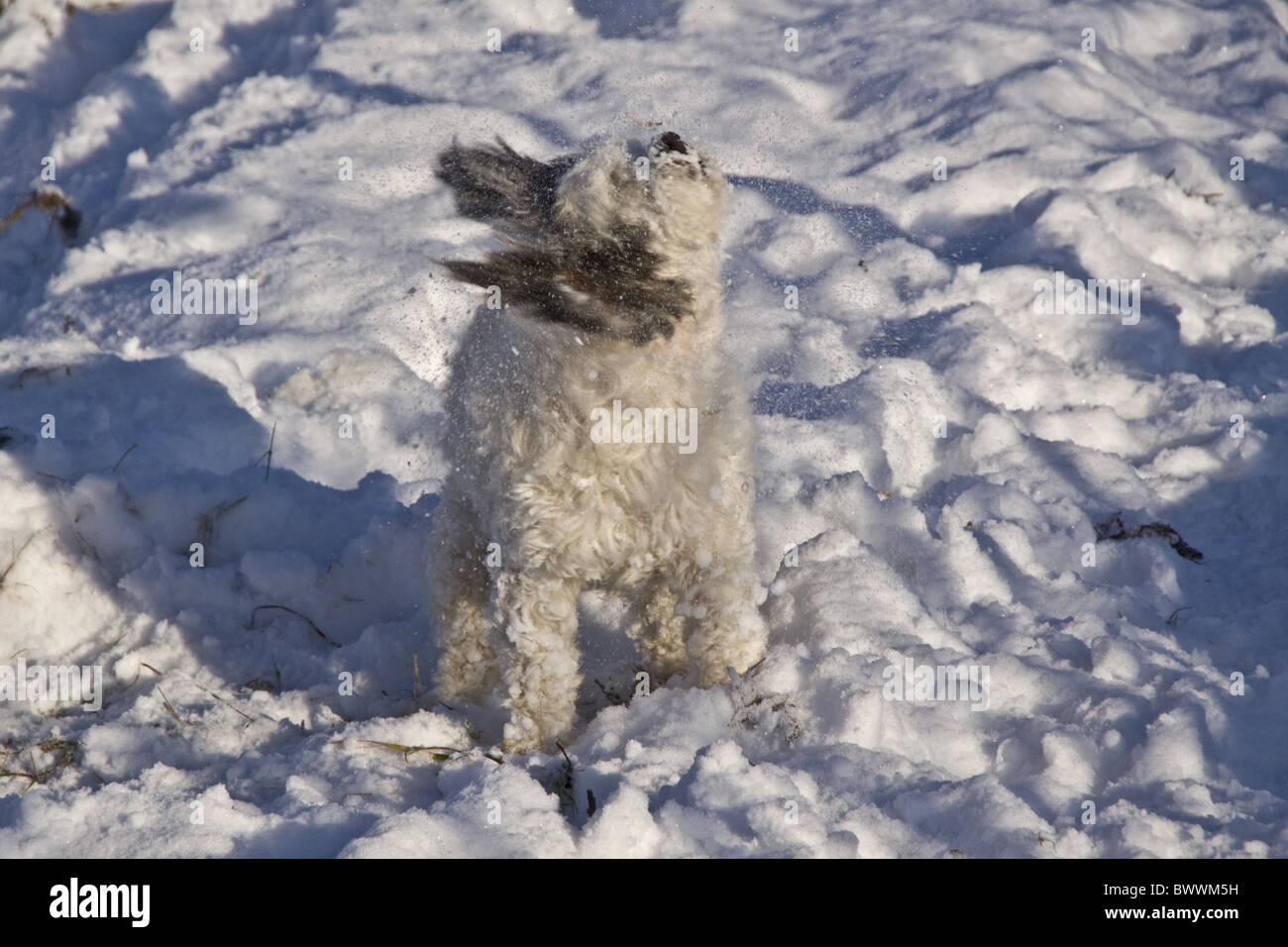 Cold weather snow shaking hi-res stock photography and images - Alamy