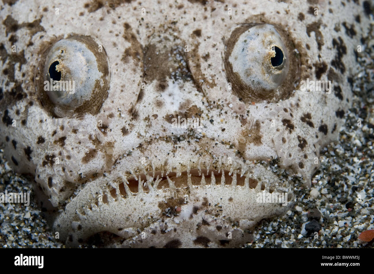 Reticulate stargazer Uranascopus Black Sand Muck Lembeh Underwater ...