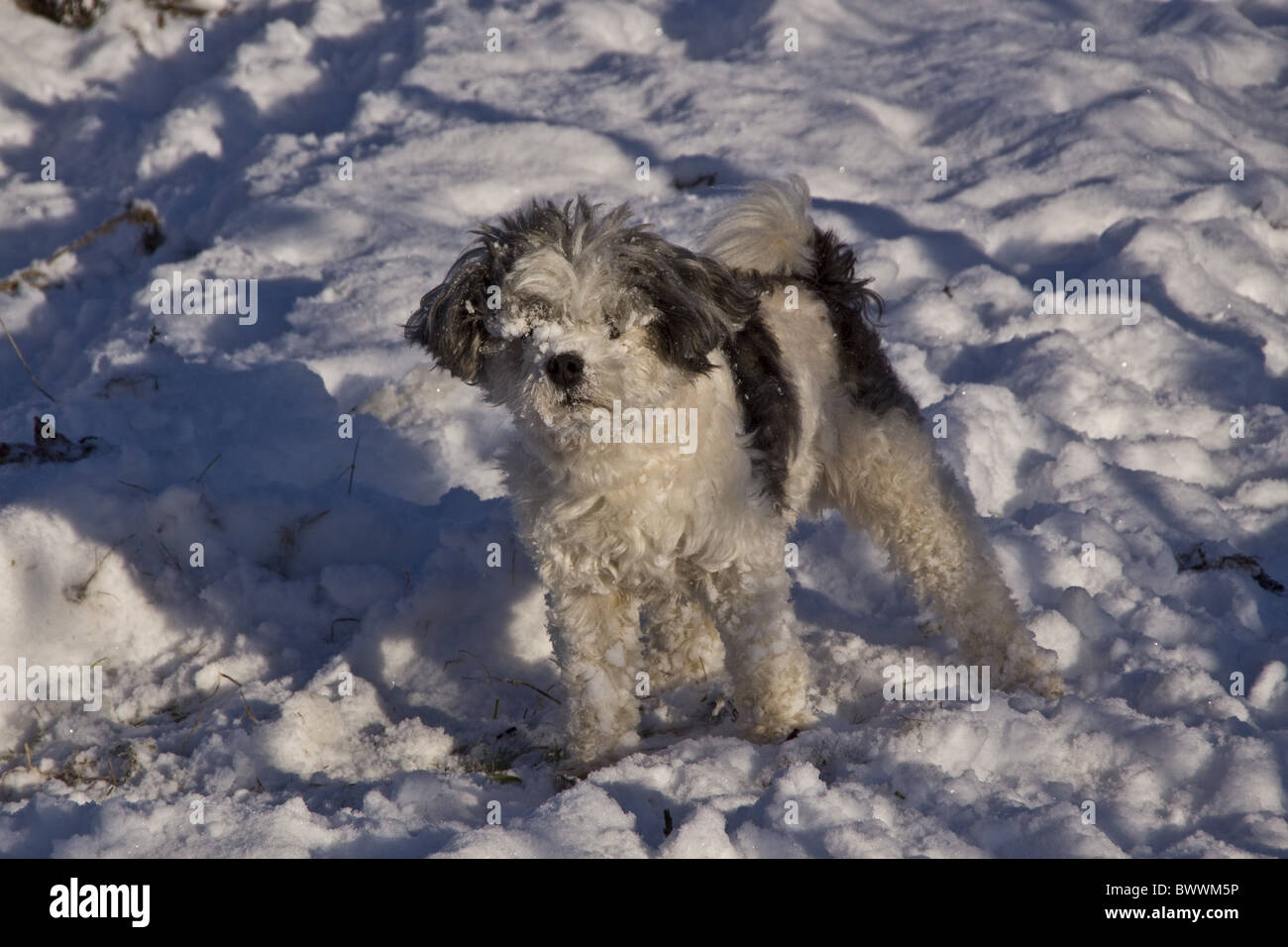 Lowchen dog with snow ball in fur Stock Photo - Alamy