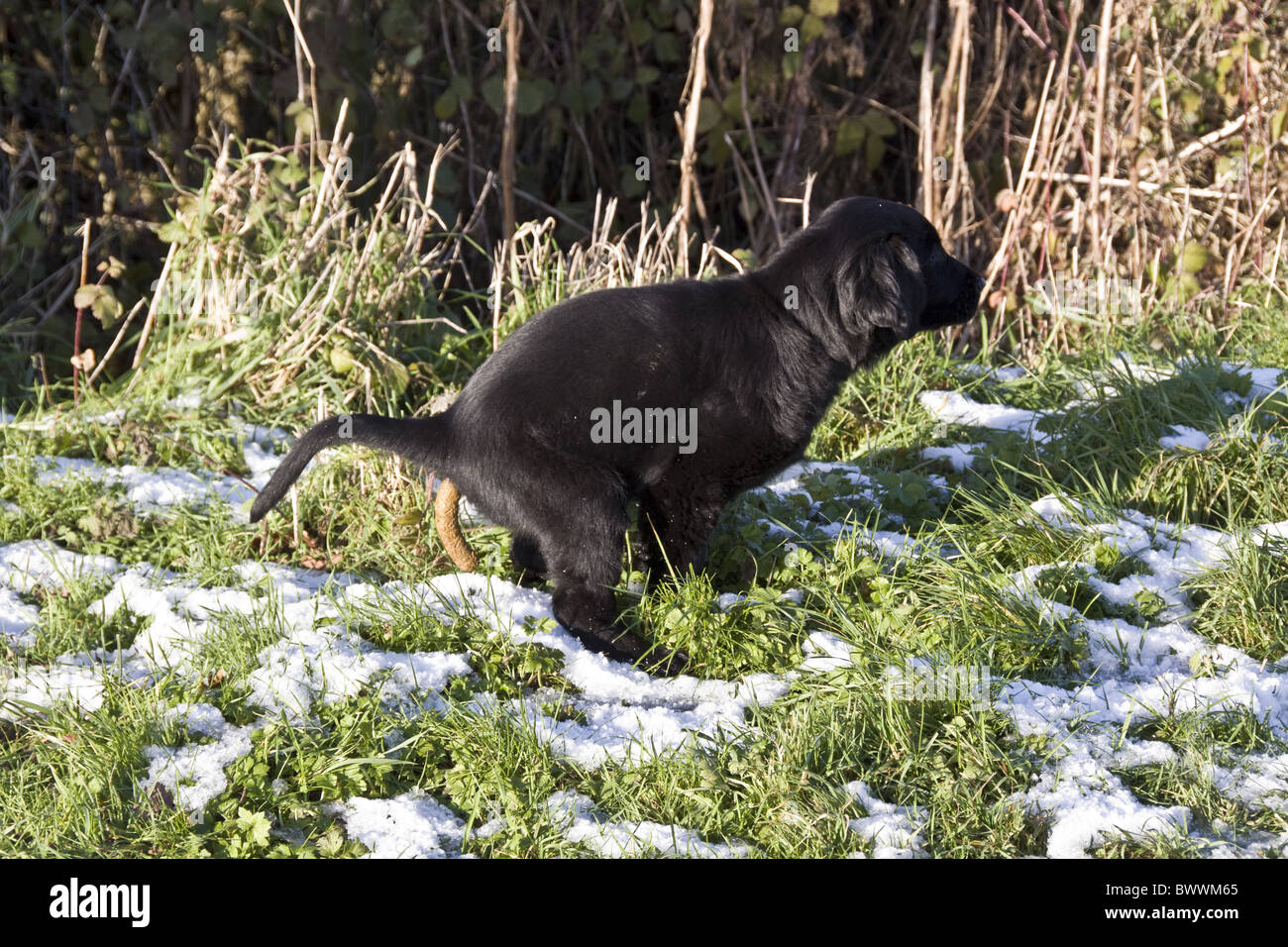 Dog defecating hi-res stock photography and images - Alamy