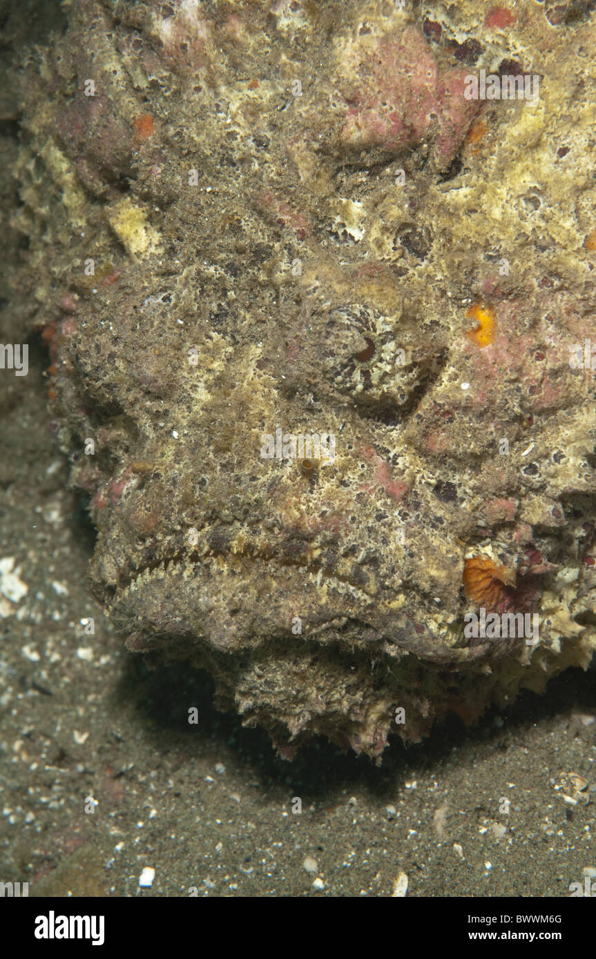 Reef Stonefish Synanceia verrucosa) Fish Laha Reef Marine Sea ...