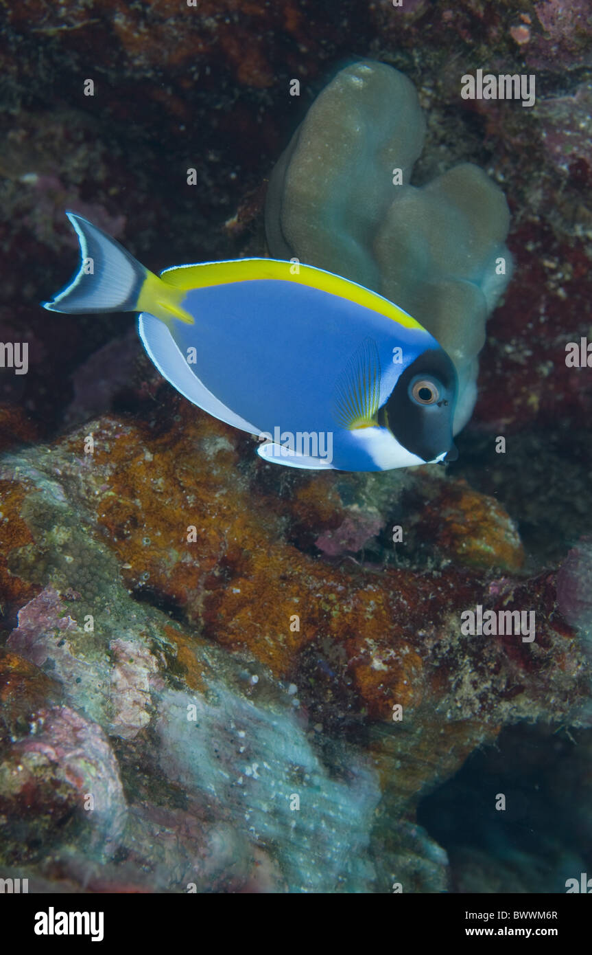 Powderblue surgeonfishes hi-res stock photography and images - Alamy
